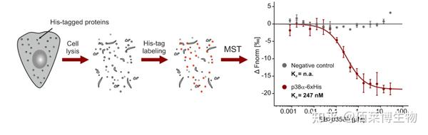MST微量热泳动分子互作实验服务 - 知乎