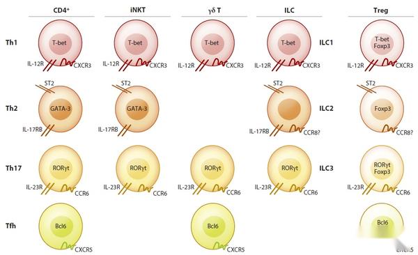 硬核知识！辅助性T细胞的功能调节 - 知乎