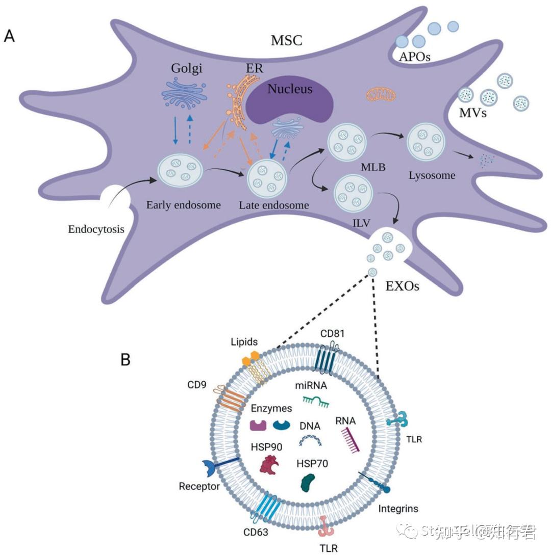 间充质干细胞外泌体：临床应用前景可期 - 知乎