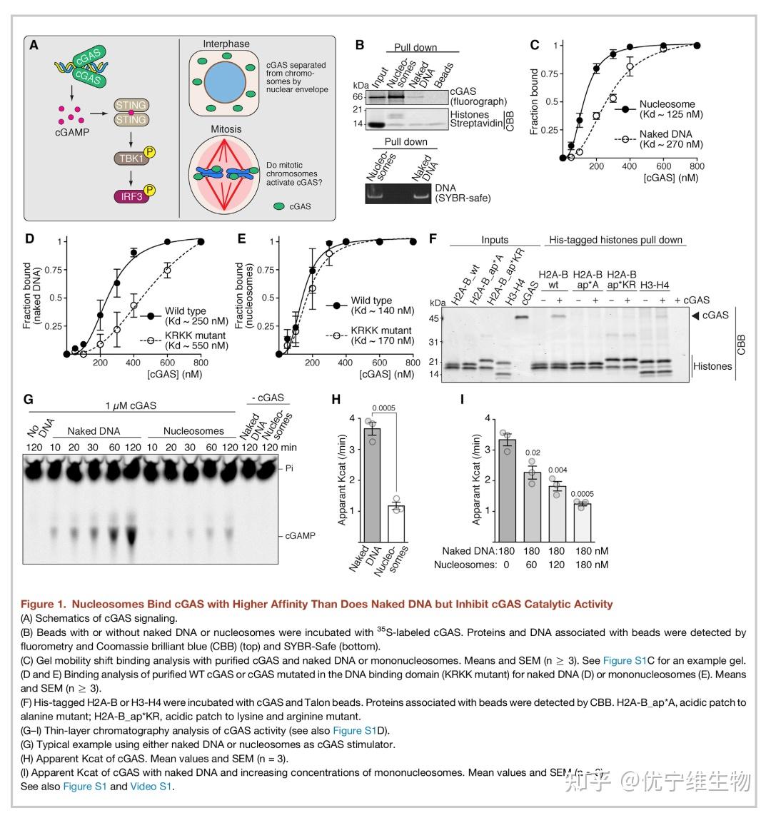 看19年Cell是怎么把cGAS促进细胞死亡讲明白的 - 知乎