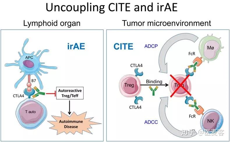 广州昂科免疫CTLA-4抗体获批临床丨医麦新观察 - 知乎