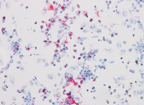 细胞或者组织染色实验介绍 - 知乎