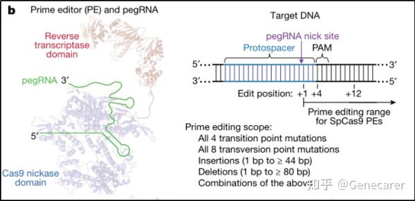 Primer editor 基因编辑服务介绍 - 知乎