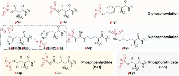 蛋白翻译后修饰——磷酸化（一） - 知乎