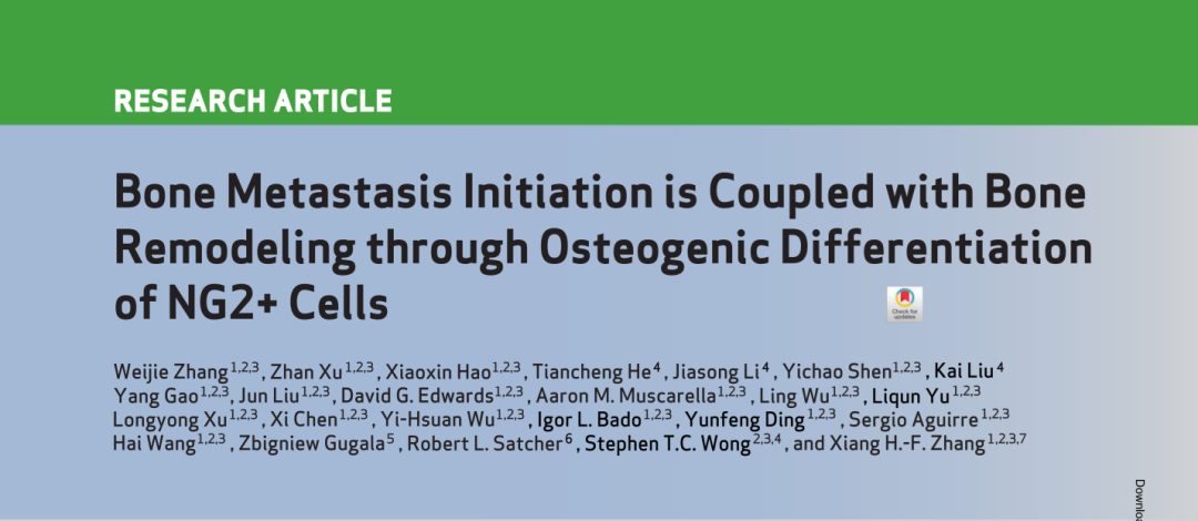 Cancer Discov︱张翔团队报道NG2+基质细胞在骨重塑和转移起始中的特殊作用 - 知乎