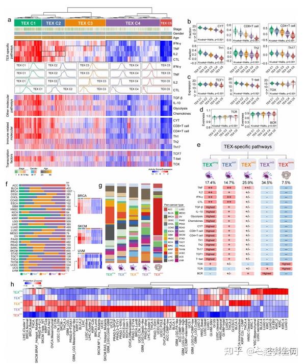 11+：免疫相关新宠——T细胞耗竭 - 知乎