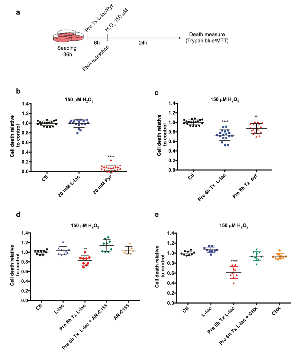 CDD丨乳酸和丙酮酸通过激素 ROS 信号促进氧化应激抵抗 - 知乎