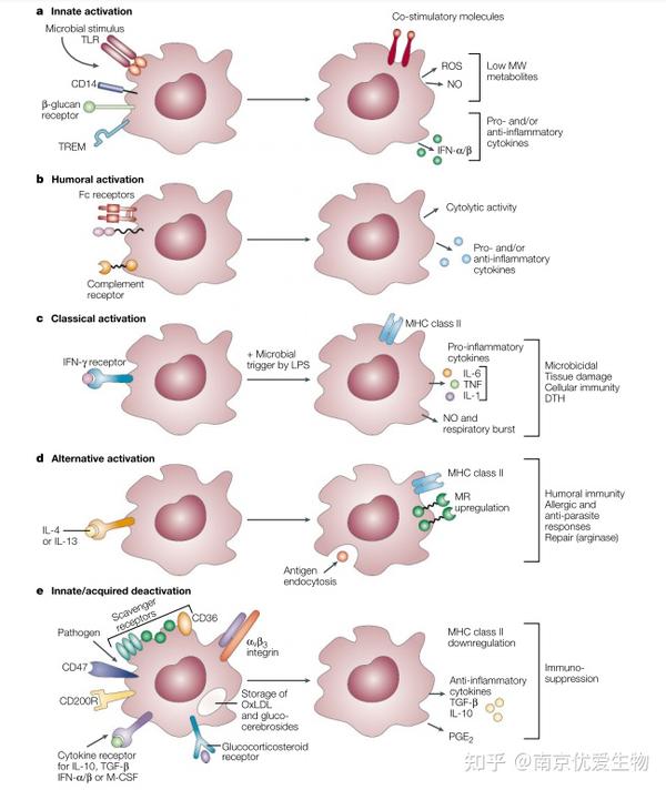 免疫探秘：巨噬细胞诱导分化的解决方案 - 知乎