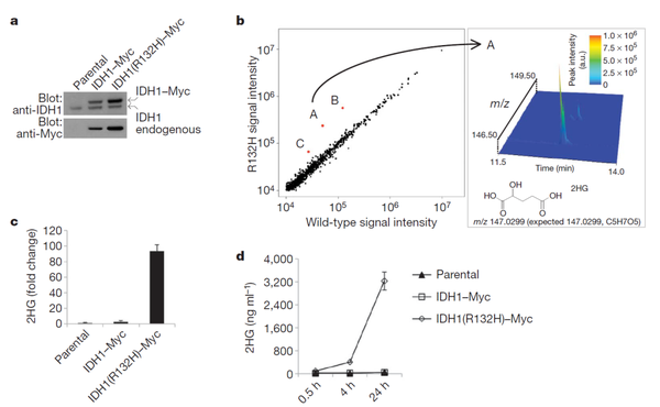 经典重读丨Nature肿瘤中IDH1突变和2-HG - 知乎