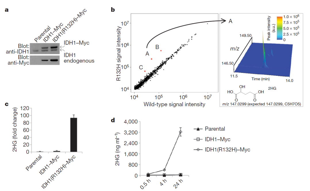 经典重读丨Nature肿瘤中IDH1突变和2-HG - 知乎
