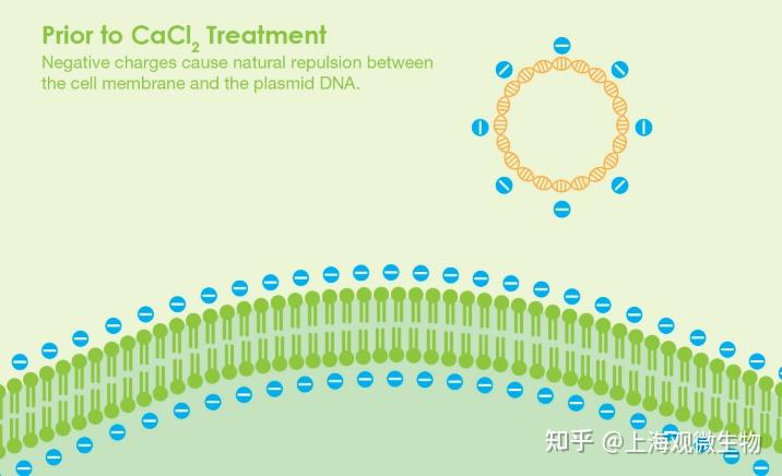 感受态细胞：人类驯服微生物的第一把钥匙 - 知乎
