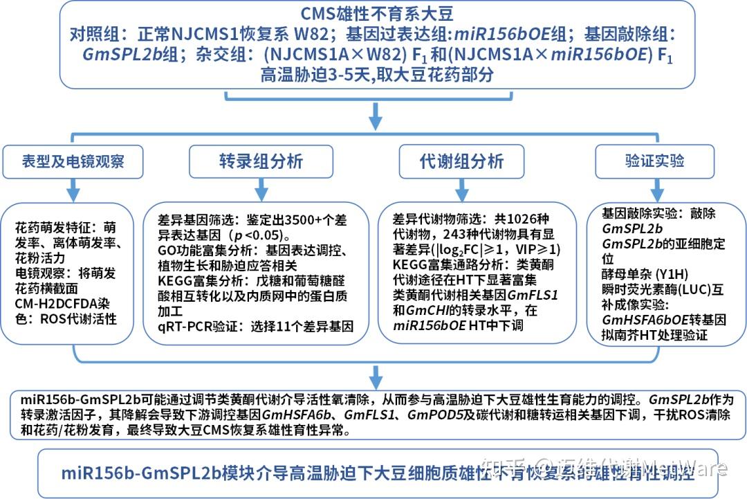 项目文章 | miR156b-GmSPL2b模块调控高温胁迫下大豆胞质雄性不育恢复系的育性机制 - 知乎