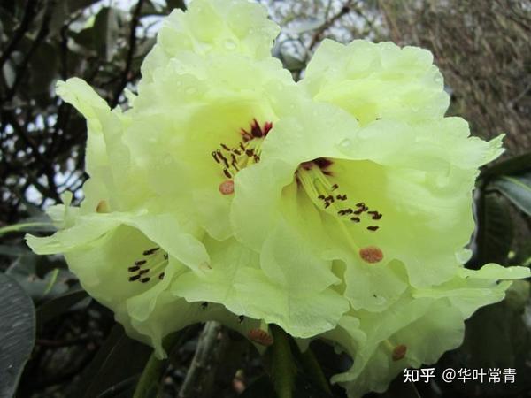 天赋异禀——杜鹃花中的巨人族（上篇）大叶类杜鹃共有两个亚组构成，大叶杜鹃亚组和杯毛杜鹃亚组，有花大、树高、叶大的特点。大树杜鹃为大叶类杜鹃代表 ...