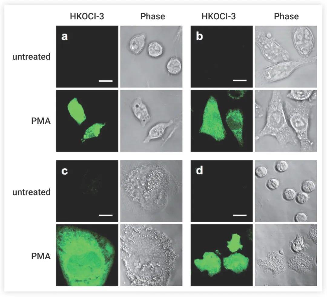 活性氧 ROS 检测，实用 Tips - MedChemExpress - 知乎