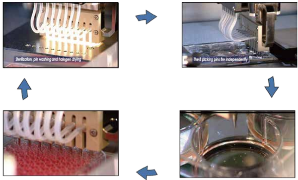 ClonePix 2系统在杂交瘤细胞筛选中的应用 - 知乎