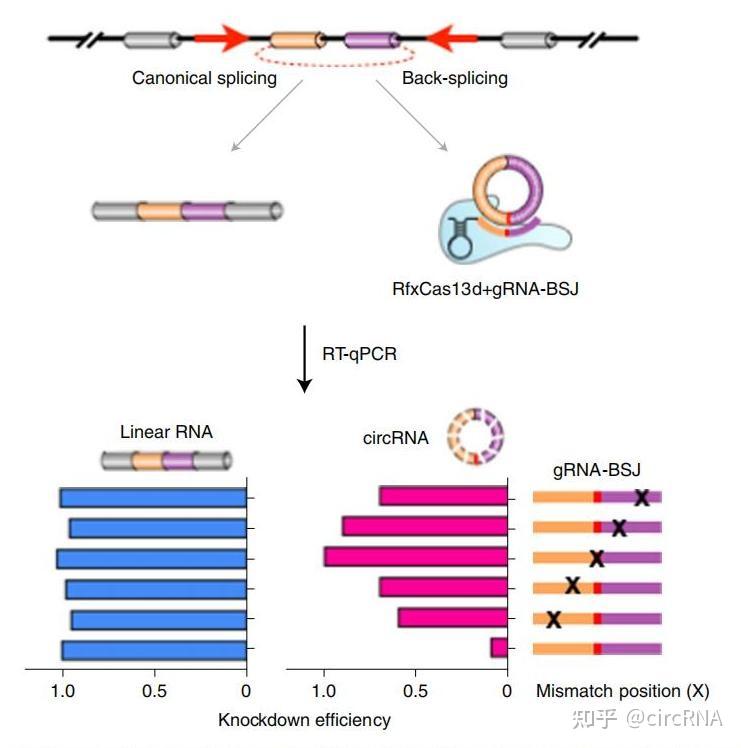 Nature protocols | 珍藏版！陈玲玲教授发表CRISPR/Cas13d gRNA文库筛选功能性环状RNA技术流程 - 知乎