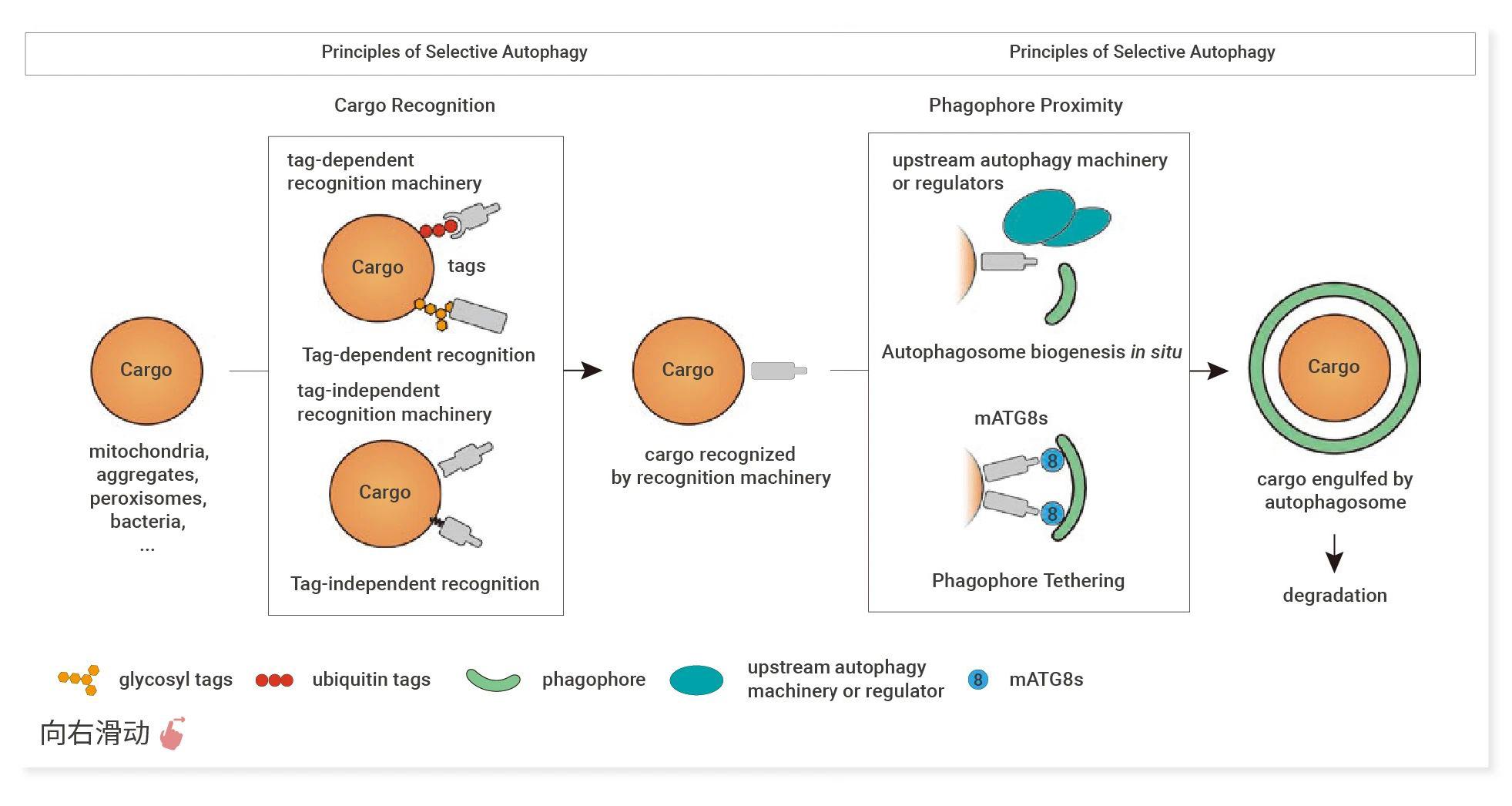 蛋白降解：AUTOTAC、第一代、第二代 AUTAC? 你分清了吗？ | MedChemExpress (MCE) - 知乎