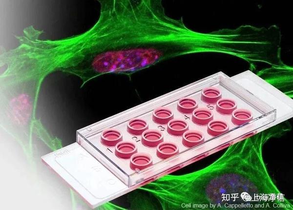 ibidi µ-Slide 15 Well 3D载玻片不仅仅是做血管生成实验，想知道更多吗？ - 知乎