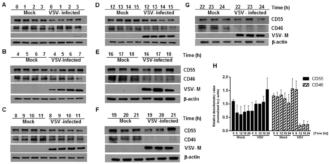 CD55和CD97：癌症治疗研究新兴靶点 - 知乎