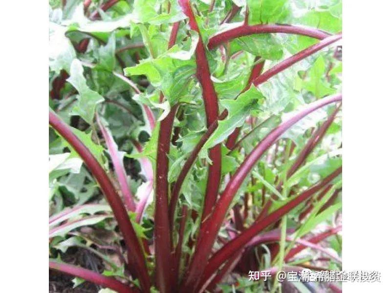 希腊十种“蒿达” - 知乎