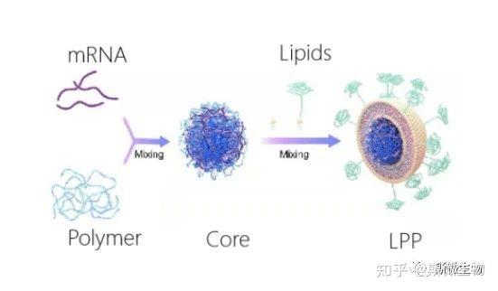 mRNA癌症疫苗效果突出，全球首个肝癌术后编码新生抗原mRNA个性化肿瘤疫苗进入临床 - 知乎