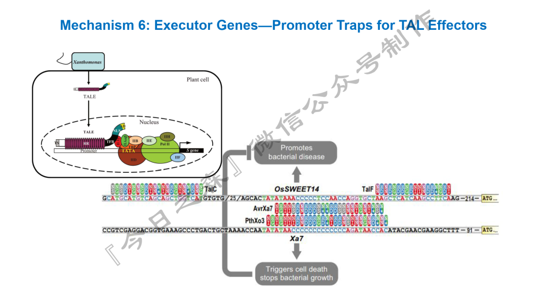 植物抗病机制研究进展 - 知乎