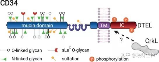 CD34：不只是抗原标记物 - 知乎