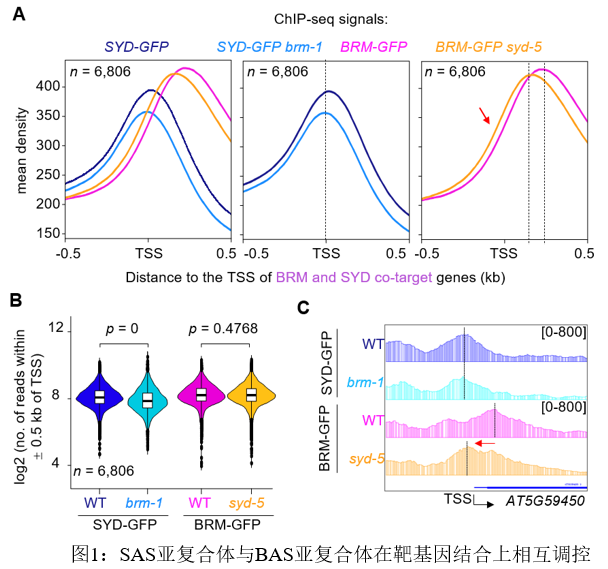 Plant Cell | 中山大学李陈龙课题组揭示植物SWI/SNF染色质重塑复合体靶基因结合及组装的分子机制 - 知乎
