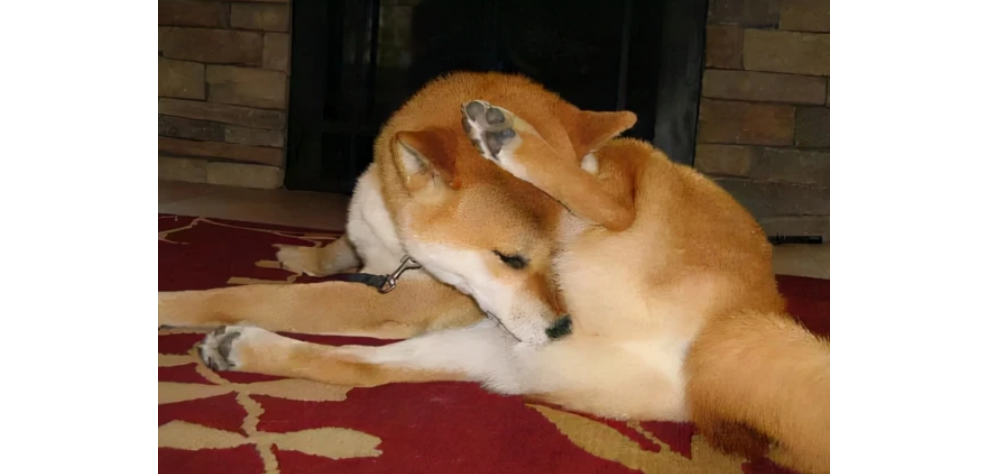 狗狗为什么会频繁舔舐尿道口？ 知乎