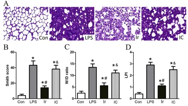 肺损伤模型大鼠动物模型构建制备造模方法 LPS诱导的肺损伤模型小鼠、小鼠模型 - 知乎