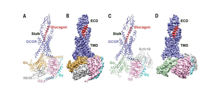 案例分享|结构解析G蛋白偶联受体 (GPCR) - GCGR - 知乎