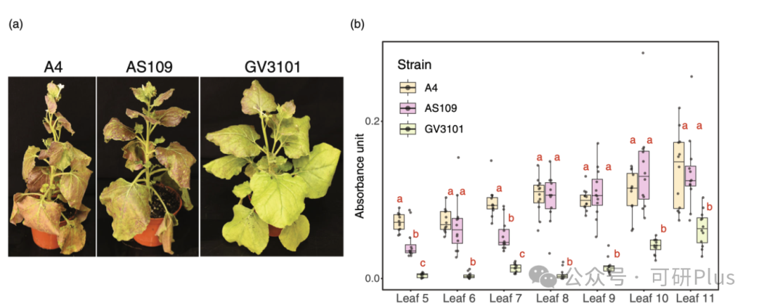 植物瞬时表达有救了！更强！更快的农杆菌新菌株AS109！效率远超GV3101、EHA105等传统菌株｜Pbj - 知乎