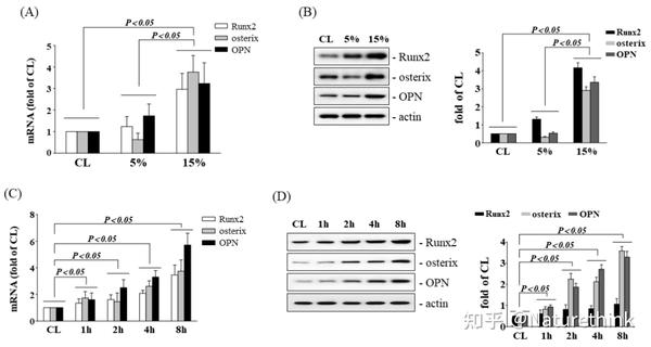 机械拉伸通过上调BMP-2/6异源二聚体和激活P38和SMAD1/5/8信号通路诱导人纤维环细胞的成骨 - 知乎