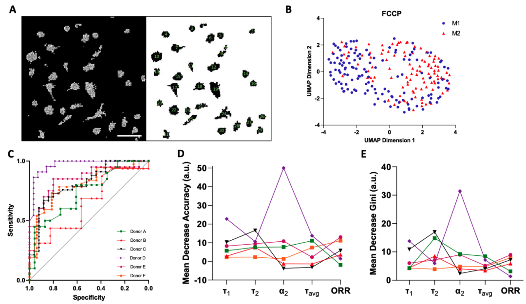 eLife丨通过 2P-FLIM 和机器学习对巨噬细胞极化进行无创分类 - 知乎