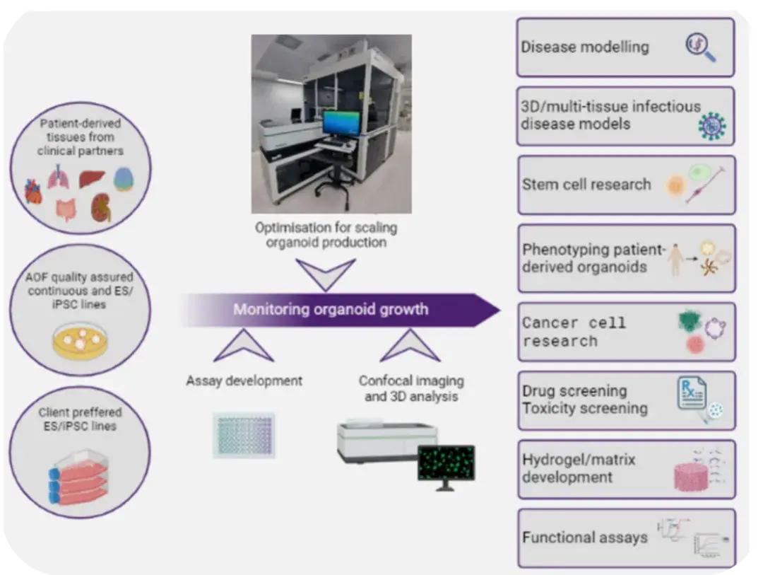 瑞孚迪explorer G3自动化整合系统助力类器官工程流水线制备_化工仪器网