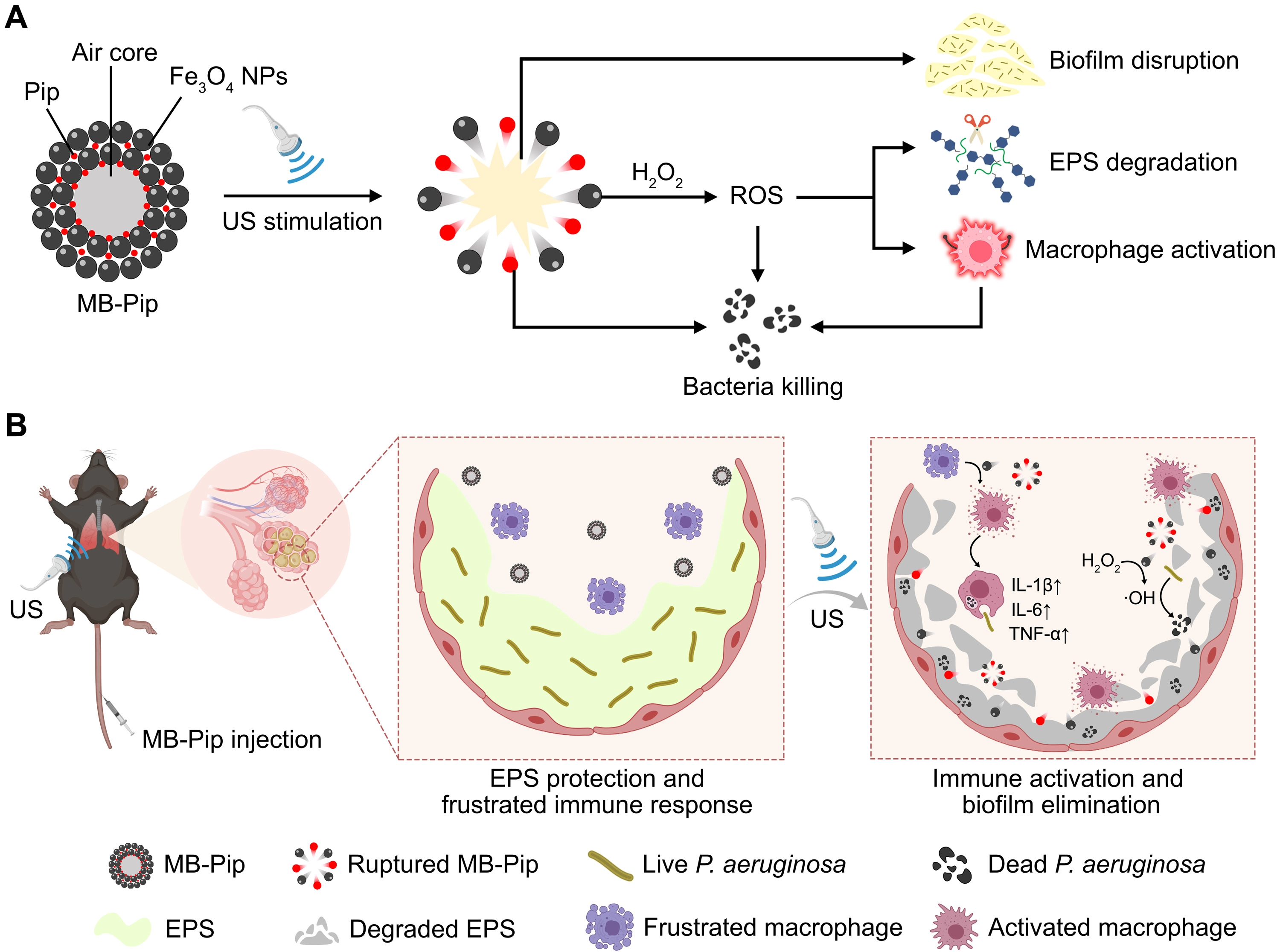 新的抗生素递送系统可以改善治疗铜绿假单胞菌引起的肺部慢性感染的疗效 - 知乎