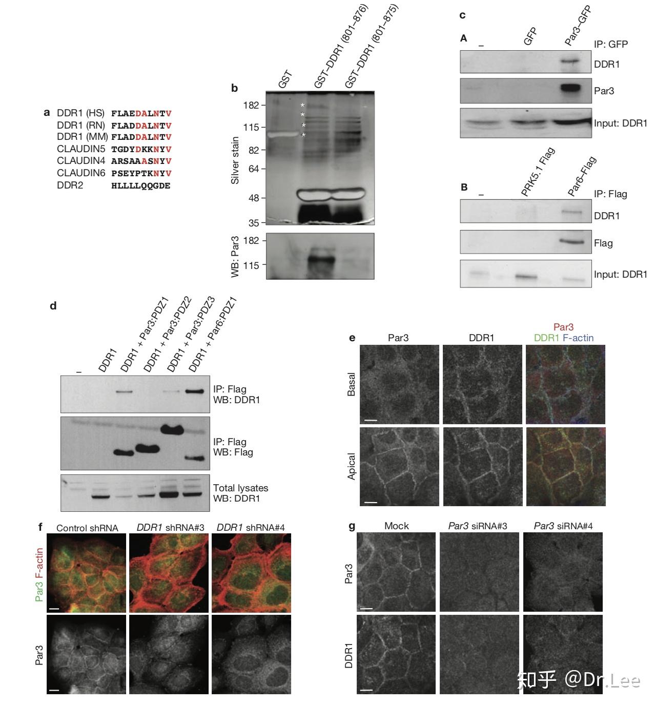 Collective cell migration - 知乎