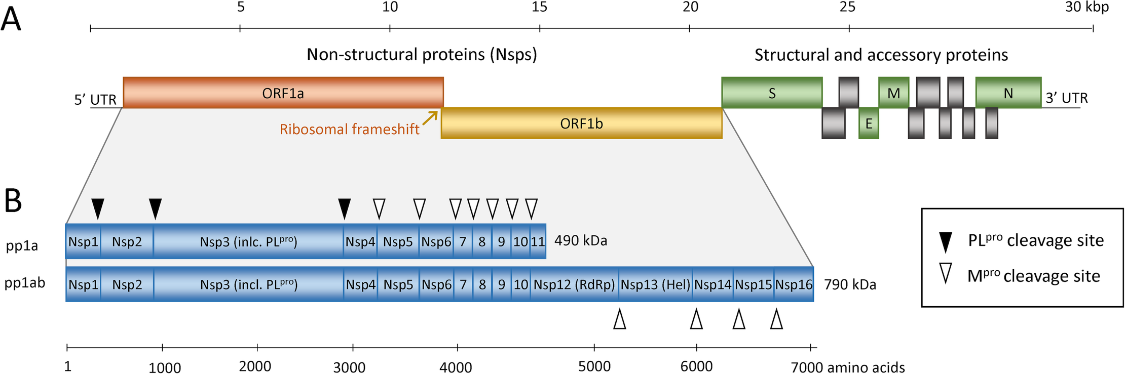 新冠药理：Paxlovid和瑞德西韦的原理，RdRp和MPro抑制剂与病毒的结合（docking）数据，还有哪些常用药可抑制病毒 - 知乎