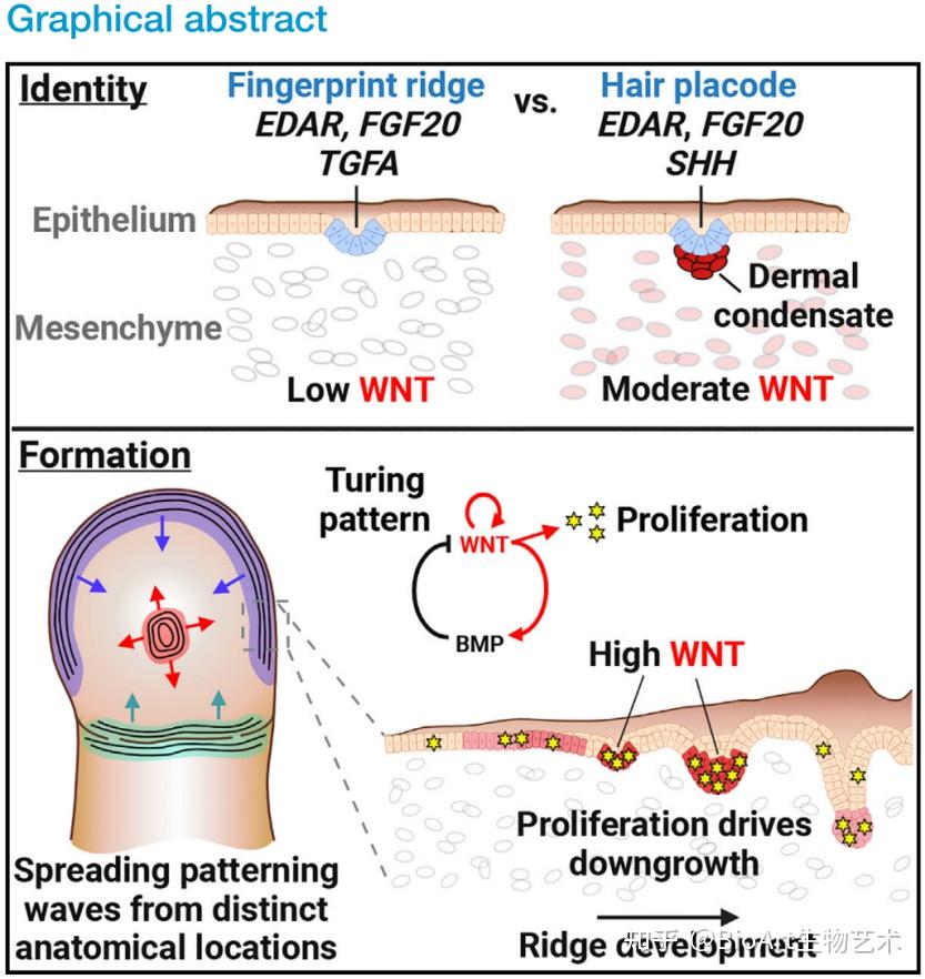 Cell | 解密人类指纹的形成 - 知乎