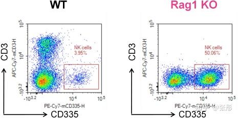 Rag1-KO小鼠 | 联合免疫缺陷模型 - 知乎