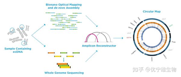 Bionano光学图谱技术-遗传病、癌症研究检测方案 - 知乎