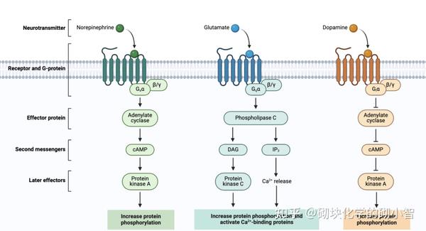 综述｜GPCR药物发现全程攻略 - 知乎