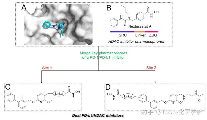 【JMC】免疫检查点PD-L1蛋白降解剂和调节剂研发现状 - 知乎