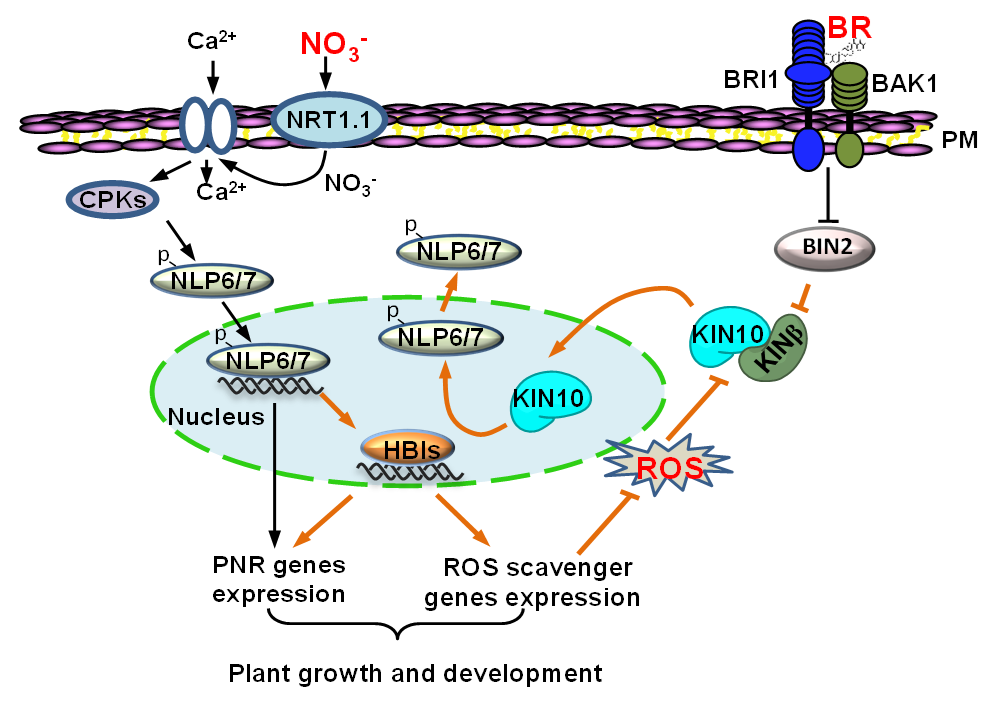 Nature Plants | 山东大学白明义课题组揭示植物能量感受器SnRK1抑制硝态氮信号转导的重要机制 - 知乎