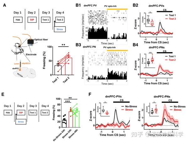 J Neurosci︱北大深圳研究生院周强实验室解析急性压力调控恐惧记忆的神经环路机制 - 知乎