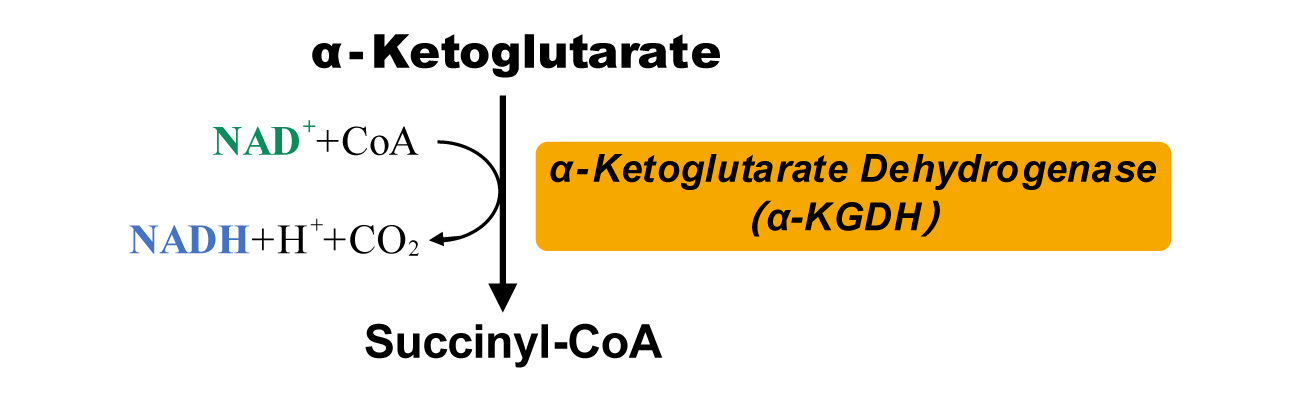 α-酮戊二酸脱氢酶（α-KGDH）活性检测试剂盒（NADH速率法） - 知乎
