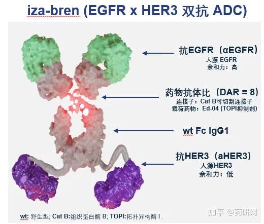 2025 WCLC见证：EGFR肺癌迎来“EGFR×HER3双靶联合”新时代 - 知乎