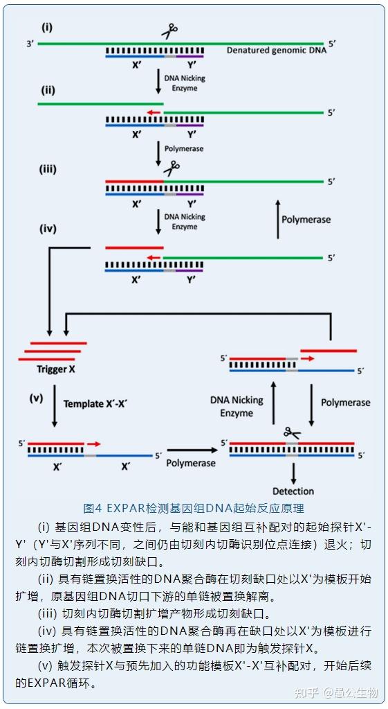 切刻内切酶—体外诊断新工具 - 知乎