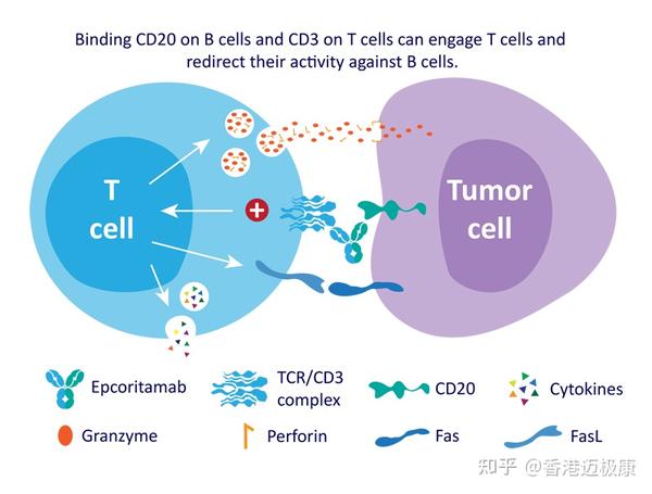 CD20/CD3双特异性抗体Epcoritamab治疗复发/难治性LBCL/DLBCL向FDA提交上市申请 - 知乎