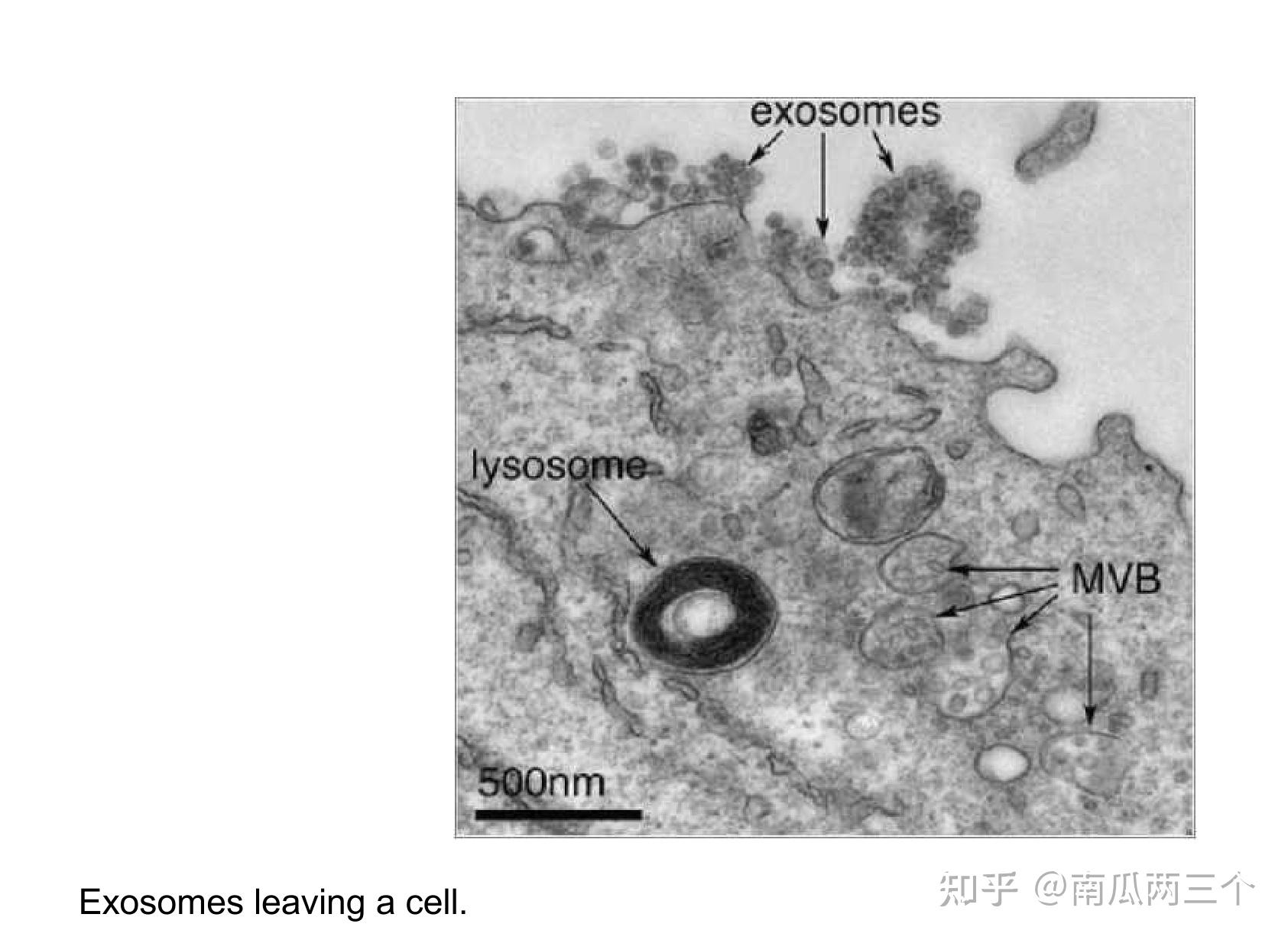 外泌体 - 知乎